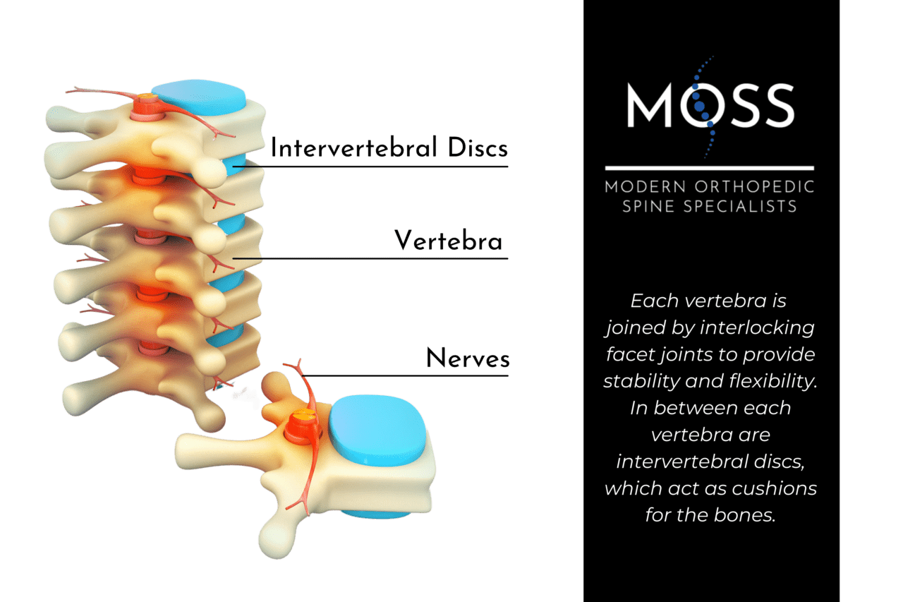 SPINE ANATOMY 101 - Modern Orthopedic Spine Specialists
